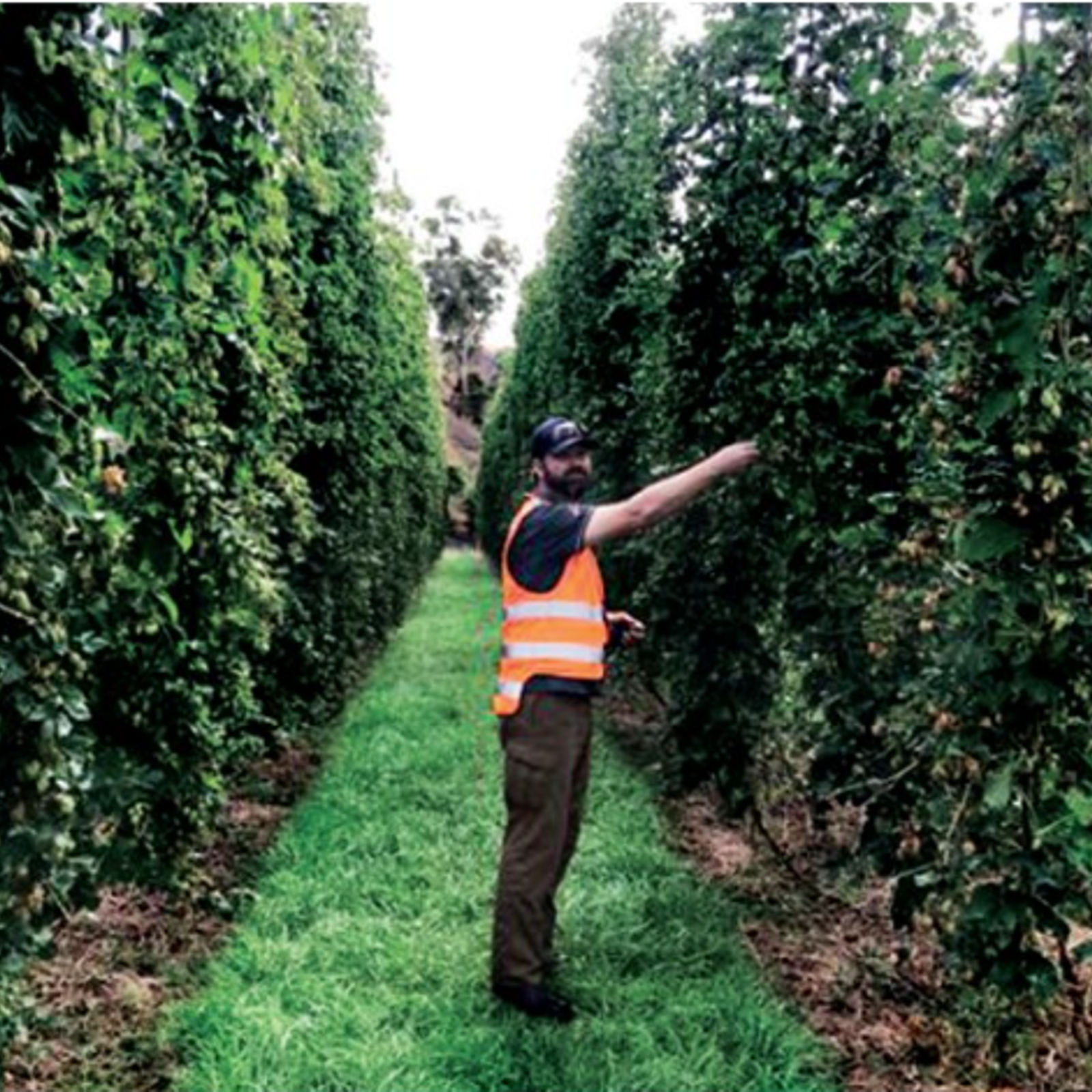 CIBD Brewing Qualifications